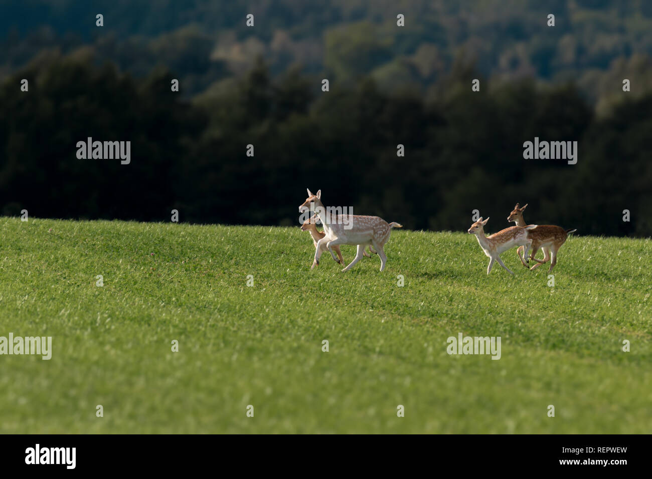 Whitetail deer buck field hi-res stock photography and images - Alamy