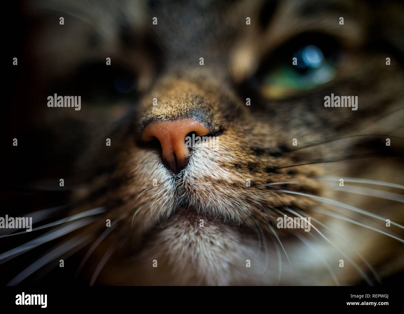 Cute cats portrait hi-res stock photography and images - Alamy