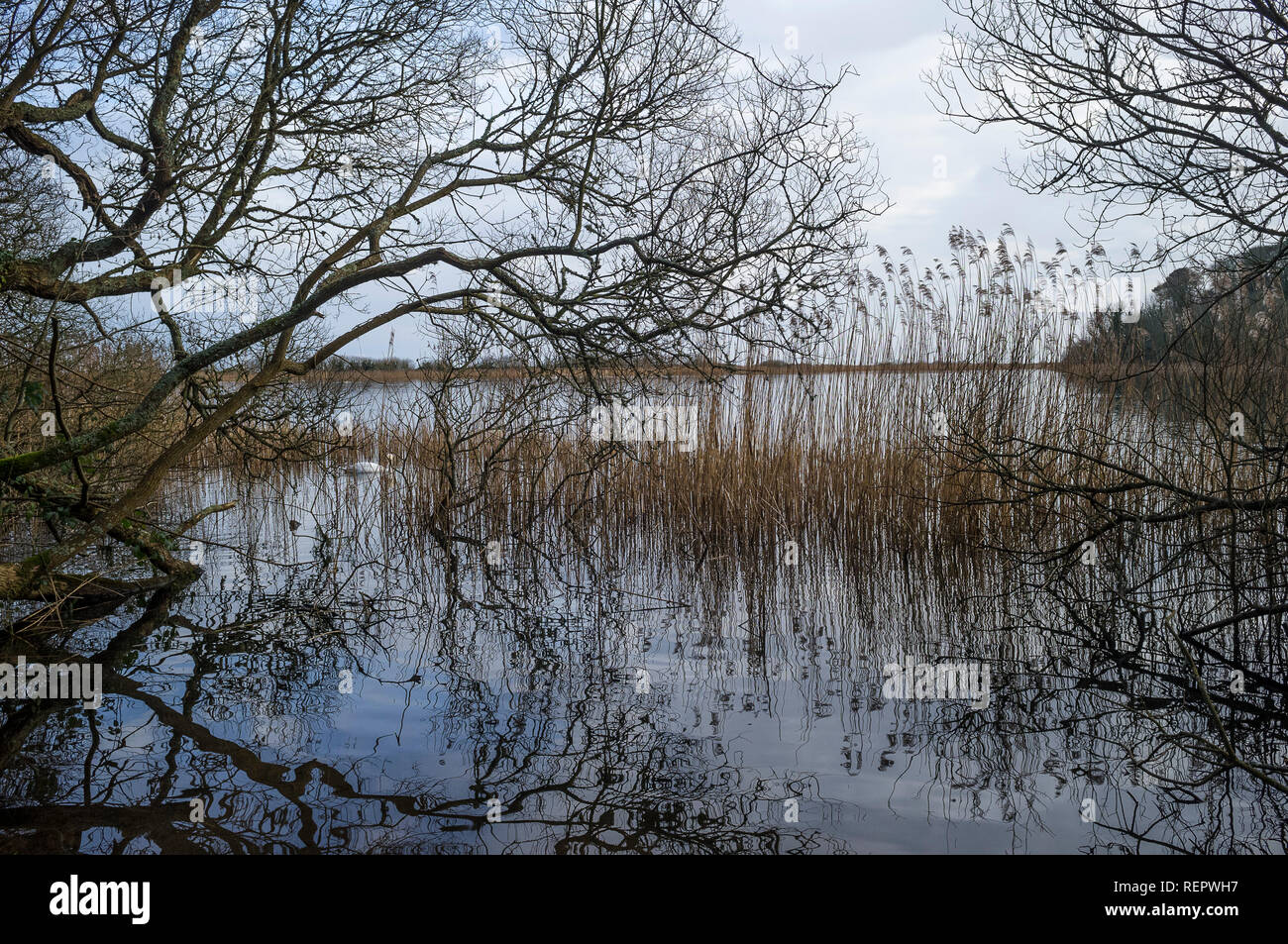 Slapton Ley Nature Reserve, South Devon UK Stock Photo - Alamy