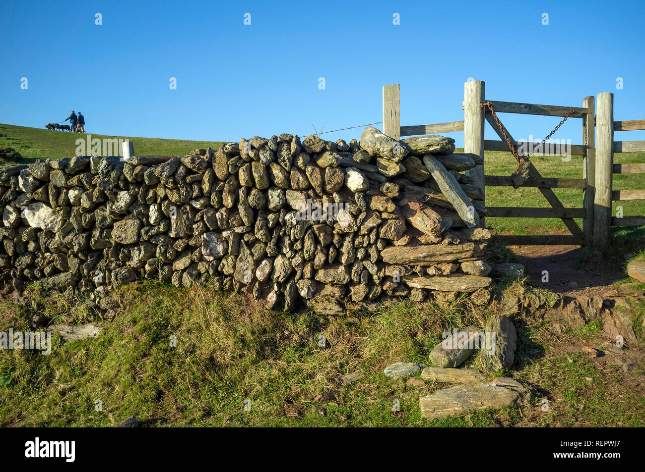 Dogwalking on the coast with 5-bar gate and dry stone wall on the ...