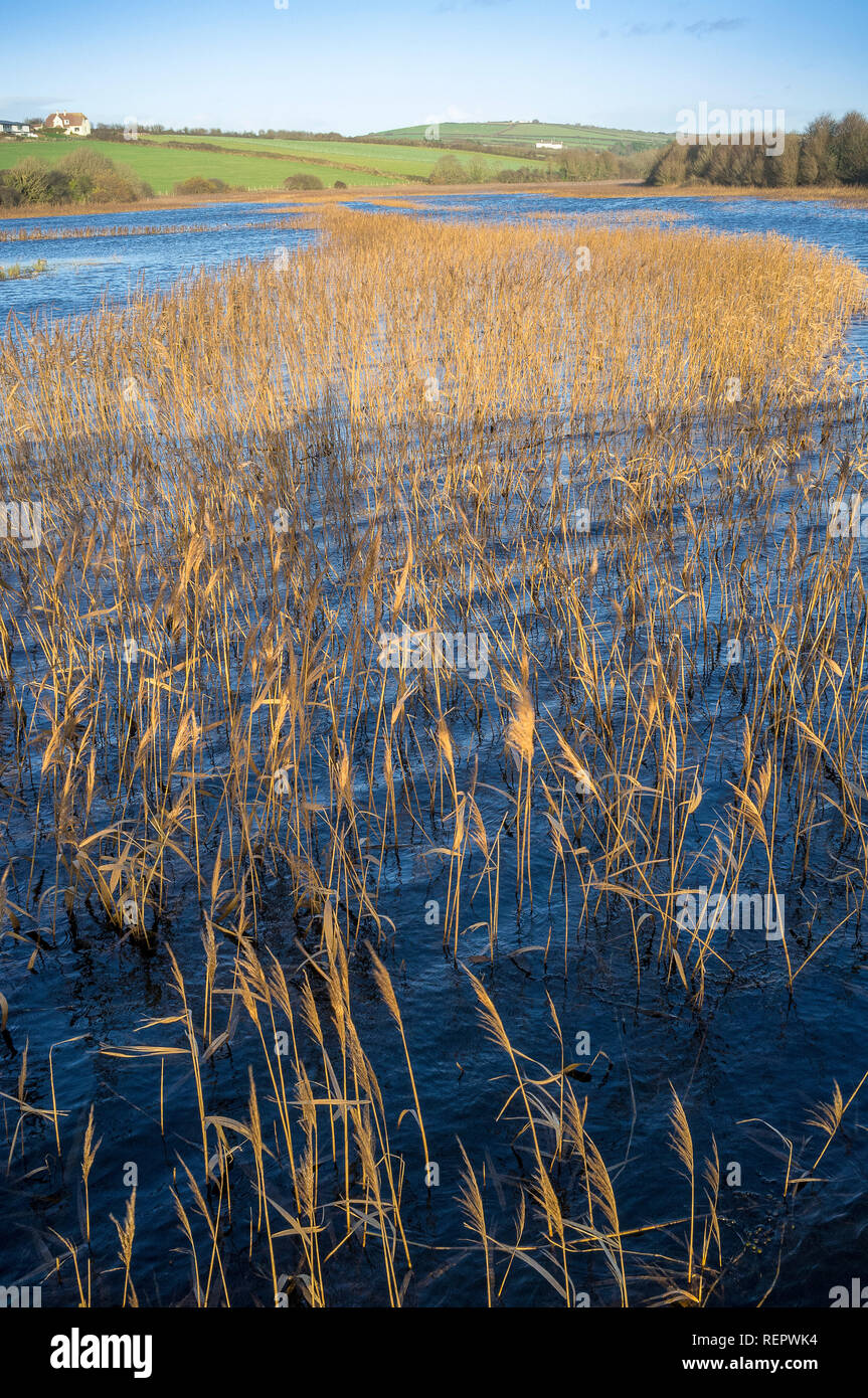 Tidal inlet and reedbeds in Mill Valley, Thurlestone, South Hams, Devon ...