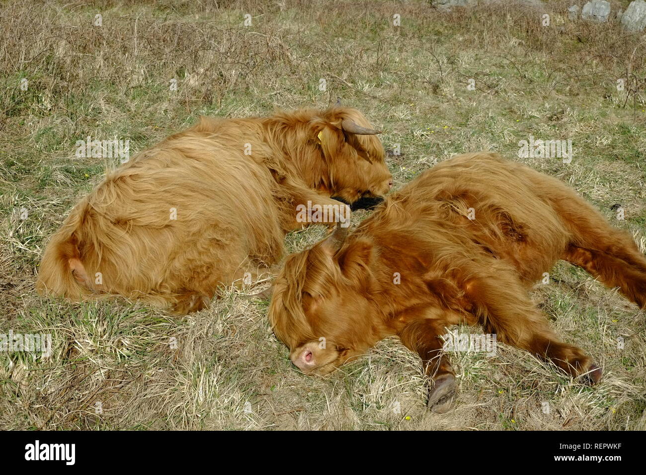 Black highland cattle hi-res stock photography and images - Alamy