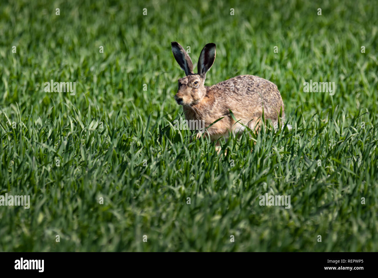 cute hare in green field on a summer day Stock Photo - Alamy