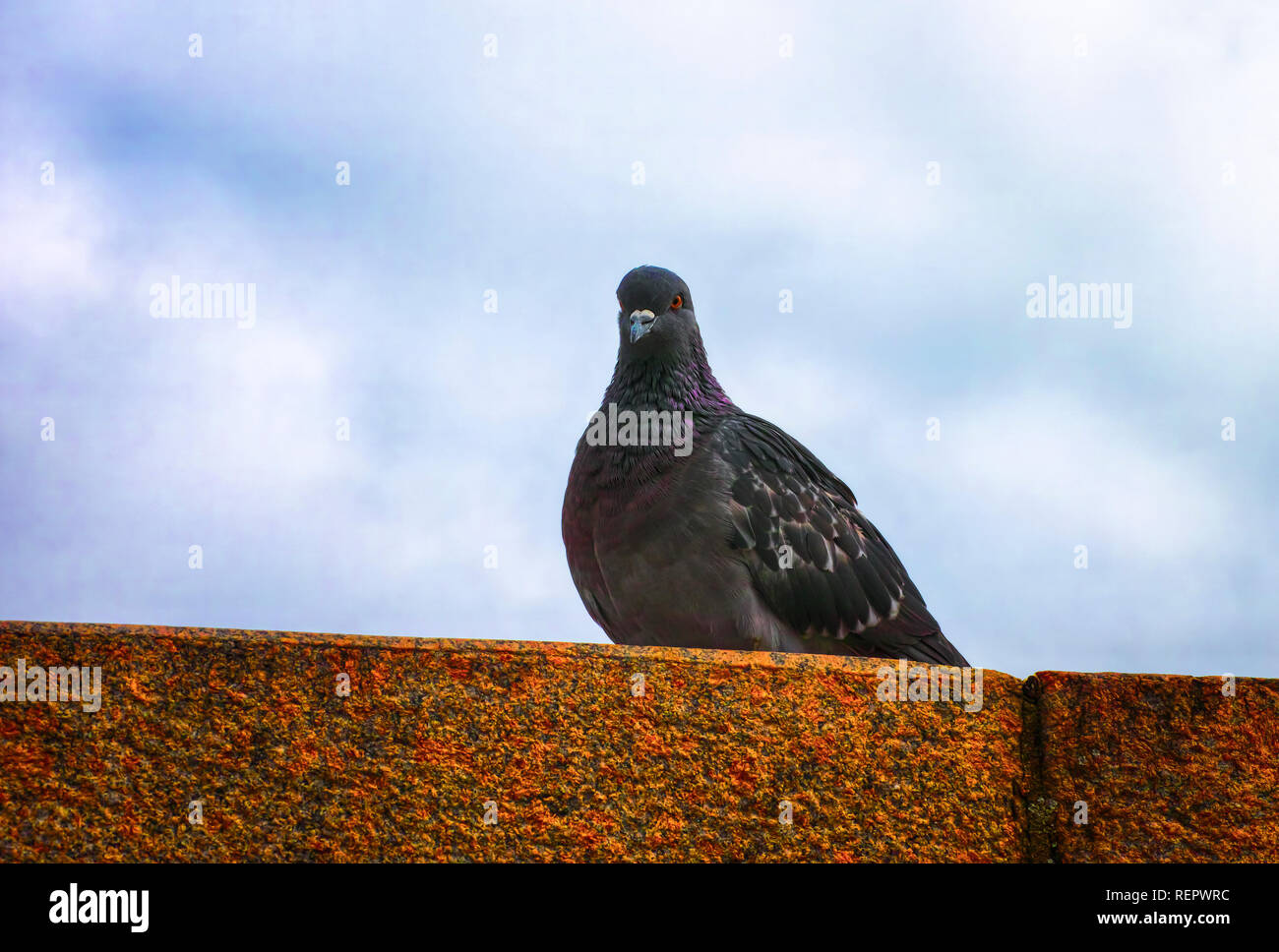Pigeon sitting on the stone against blue sky Stock Photo - Alamy