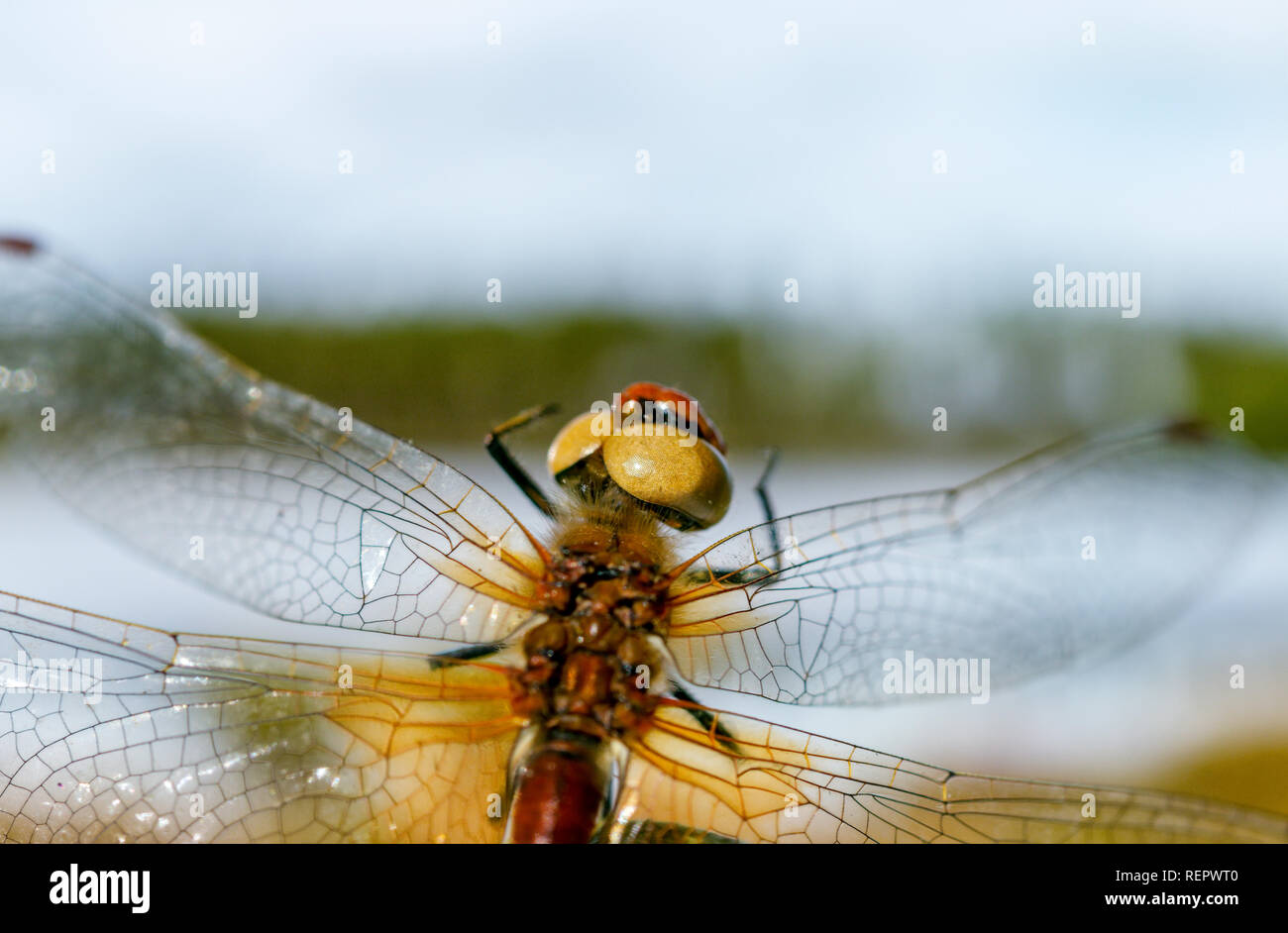Dragonfly wings macro hi-res stock photography and images - Alamy