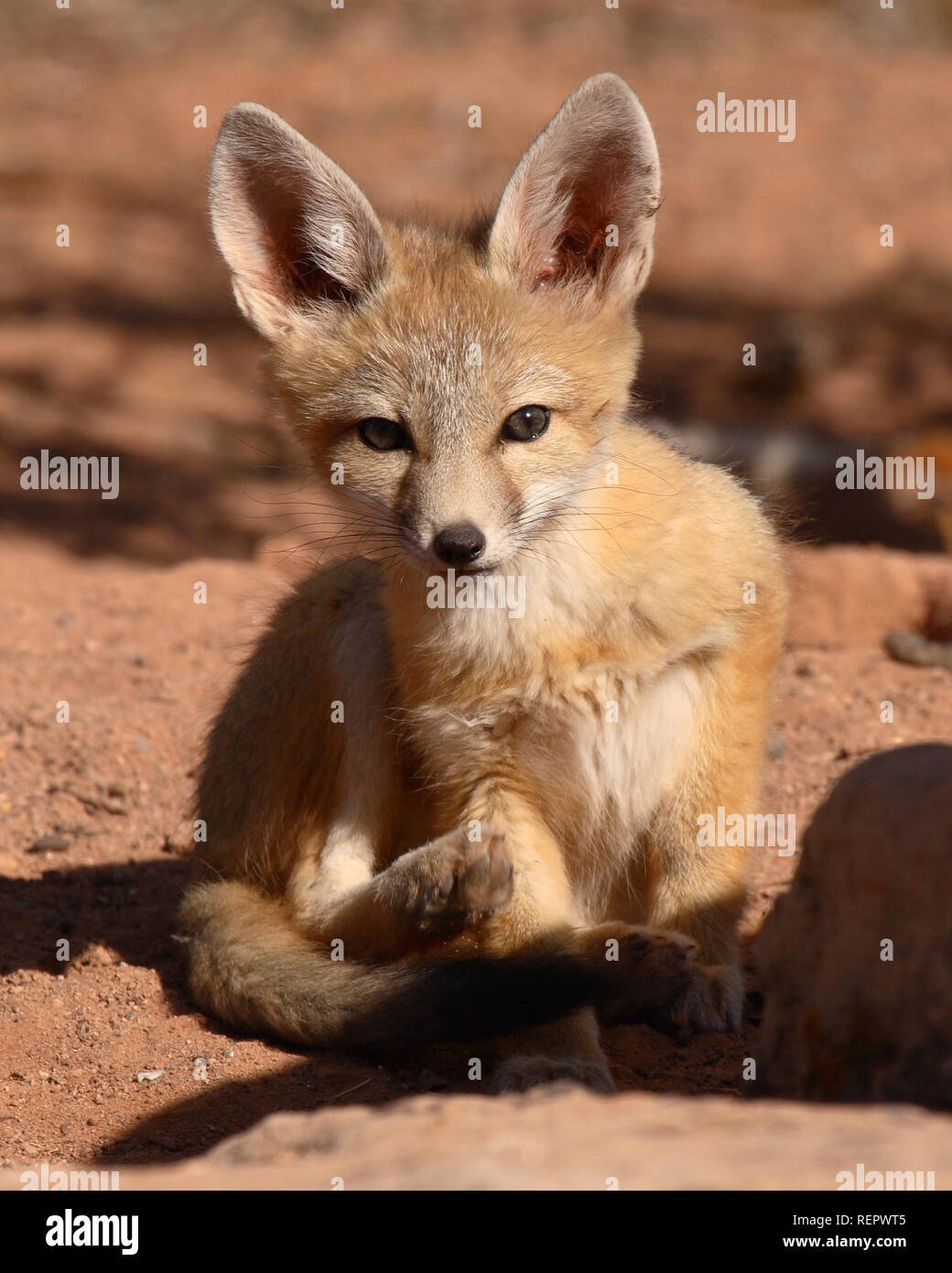 Utah fox kit hi-res stock photography and images - Alamy