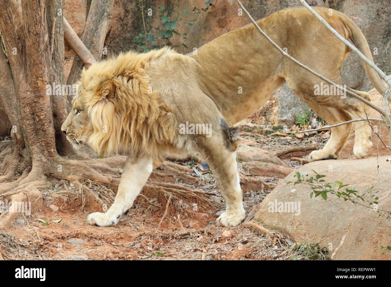 African lion hunting hi-res stock photography and images - Alamy