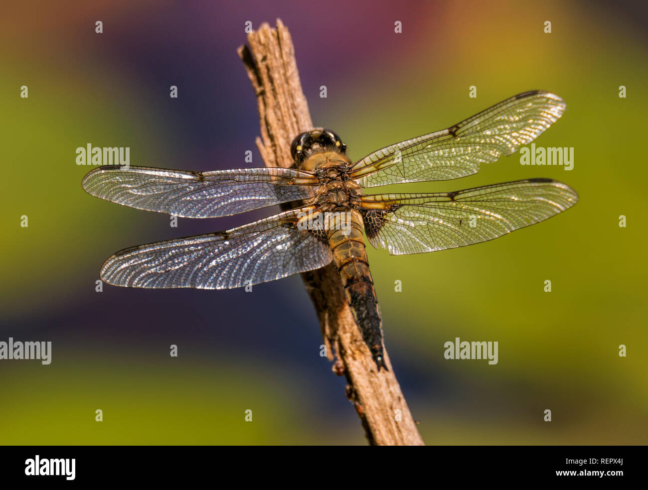 Large dragonfly hi-res stock photography and images - Alamy
