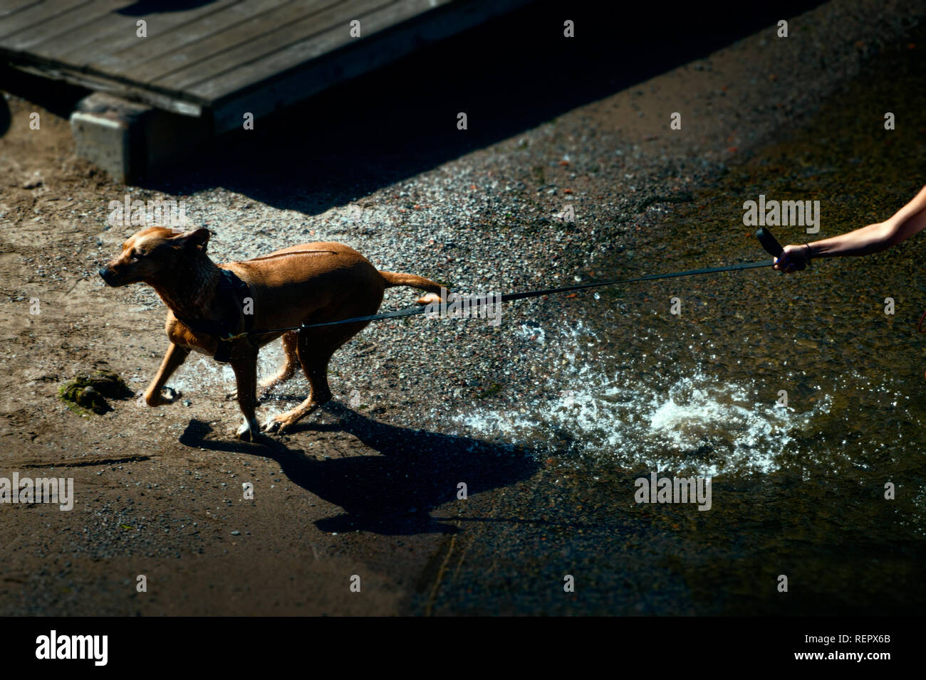 Dog pulling owner hand hi-res stock photography and images - Alamy