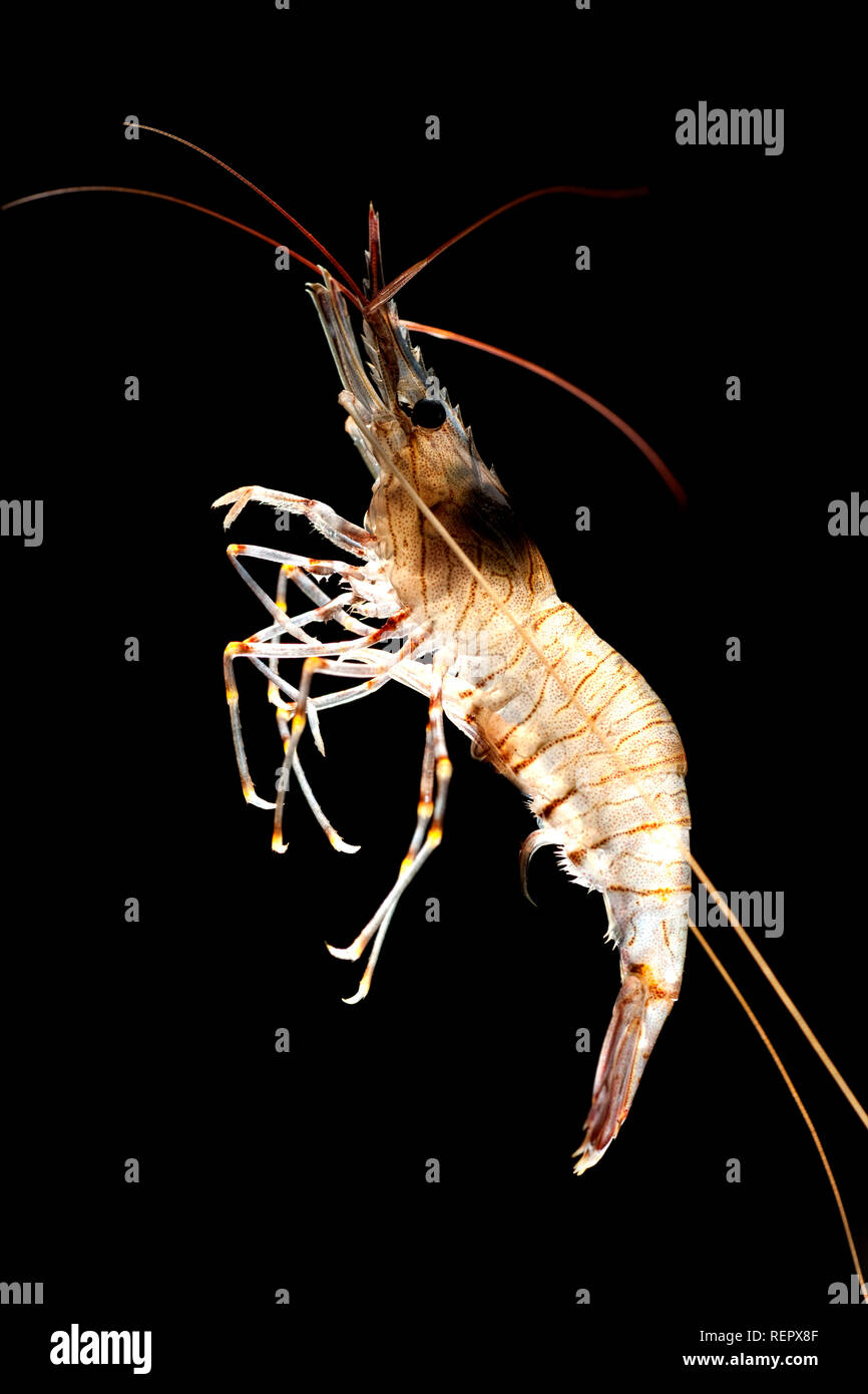A raw common prawn, Palaemon serratus, photographed on a black ...