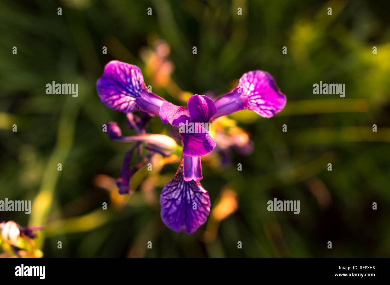 Flower iris top view. Triangular flower. Flower in the center of the ...