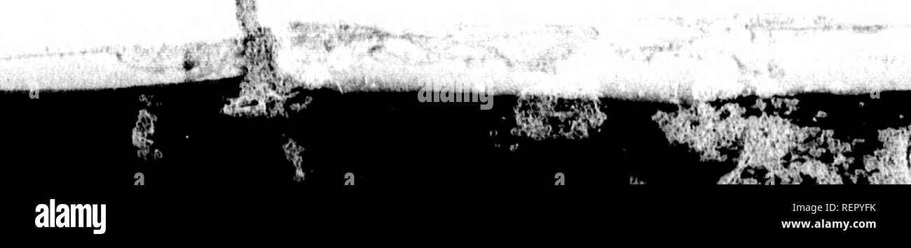 Poissons poumons hi-res stock photography and images - Alamy