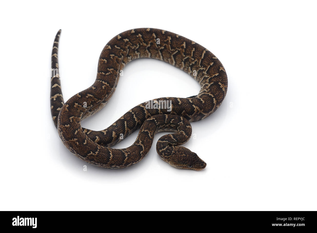 Cuban tree boa isolated on white background Stock Photo - Alamy