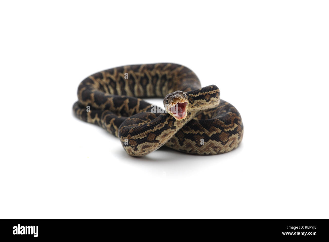 Cuban tree boa isolated on white background Stock Photo - Alamy