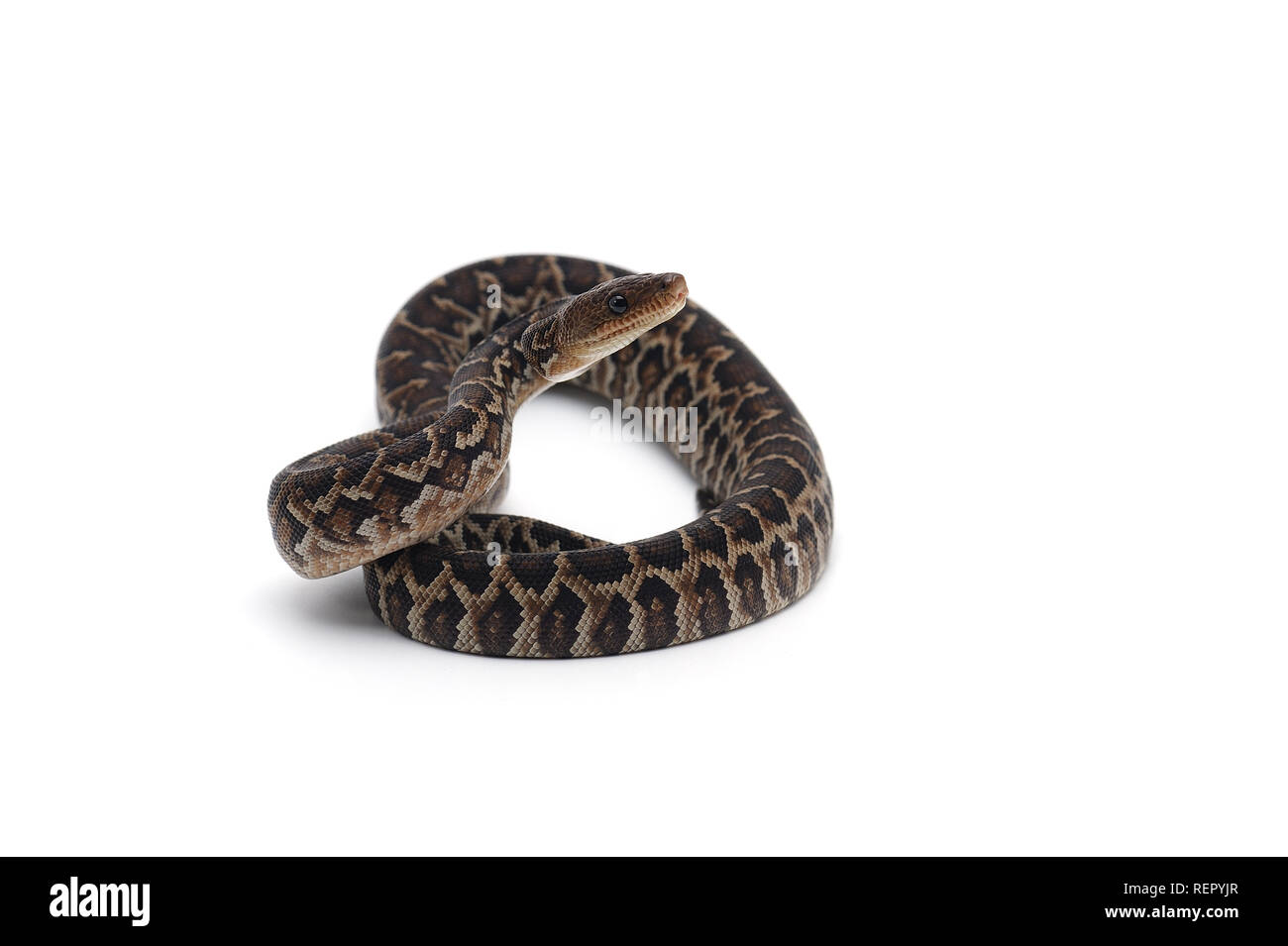 Cuban tree boa isolated on white background Stock Photo - Alamy