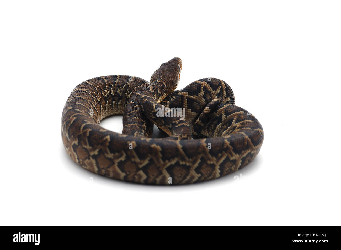 Cuban tree boa isolated on white background Stock Photo - Alamy