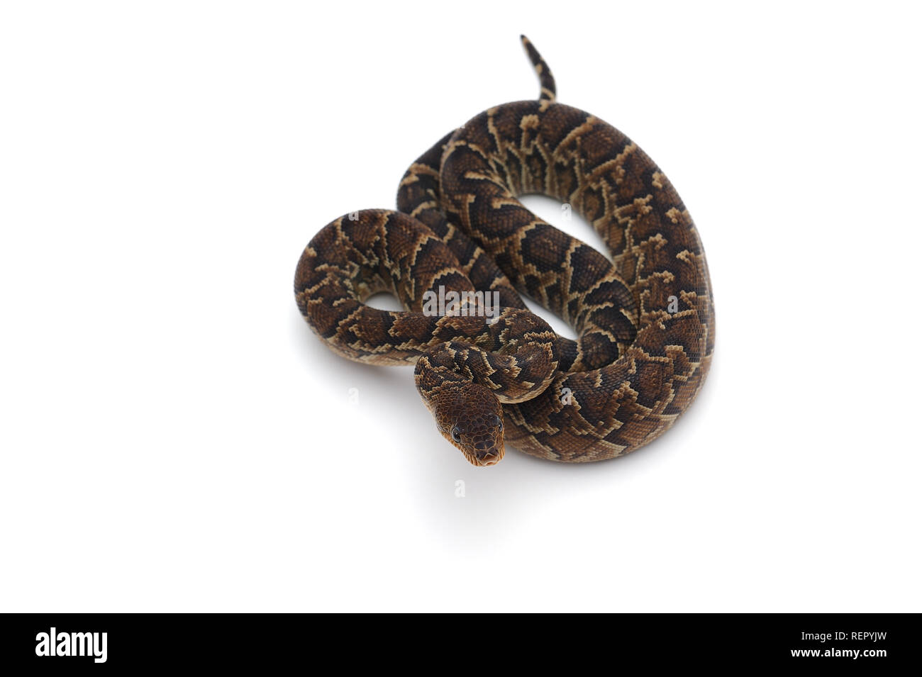 Cuban tree boa isolated on white background Stock Photo - Alamy
