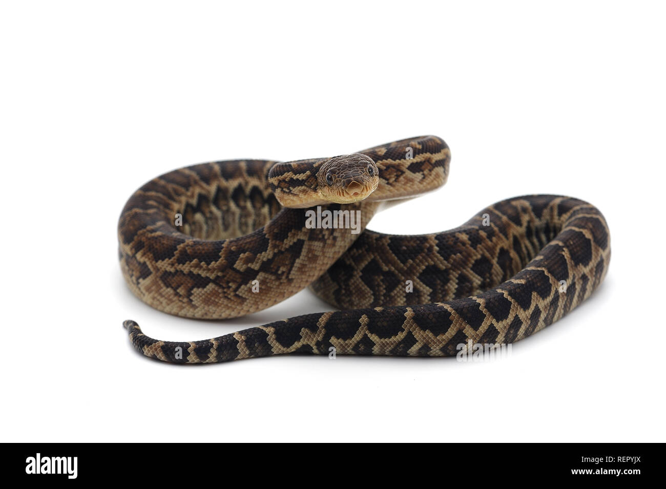 Cuban tree boa isolated on white background Stock Photo - Alamy