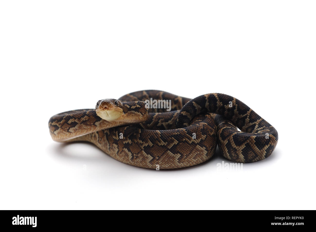 Cuban tree boa isolated on white background Stock Photo - Alamy
