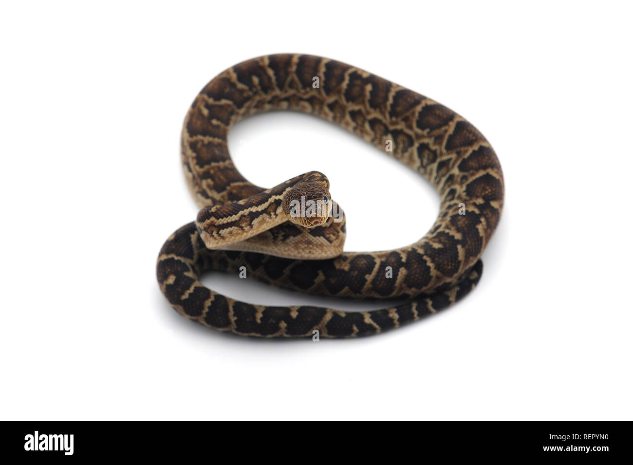 Cuban tree boa isolated on white background Stock Photo - Alamy