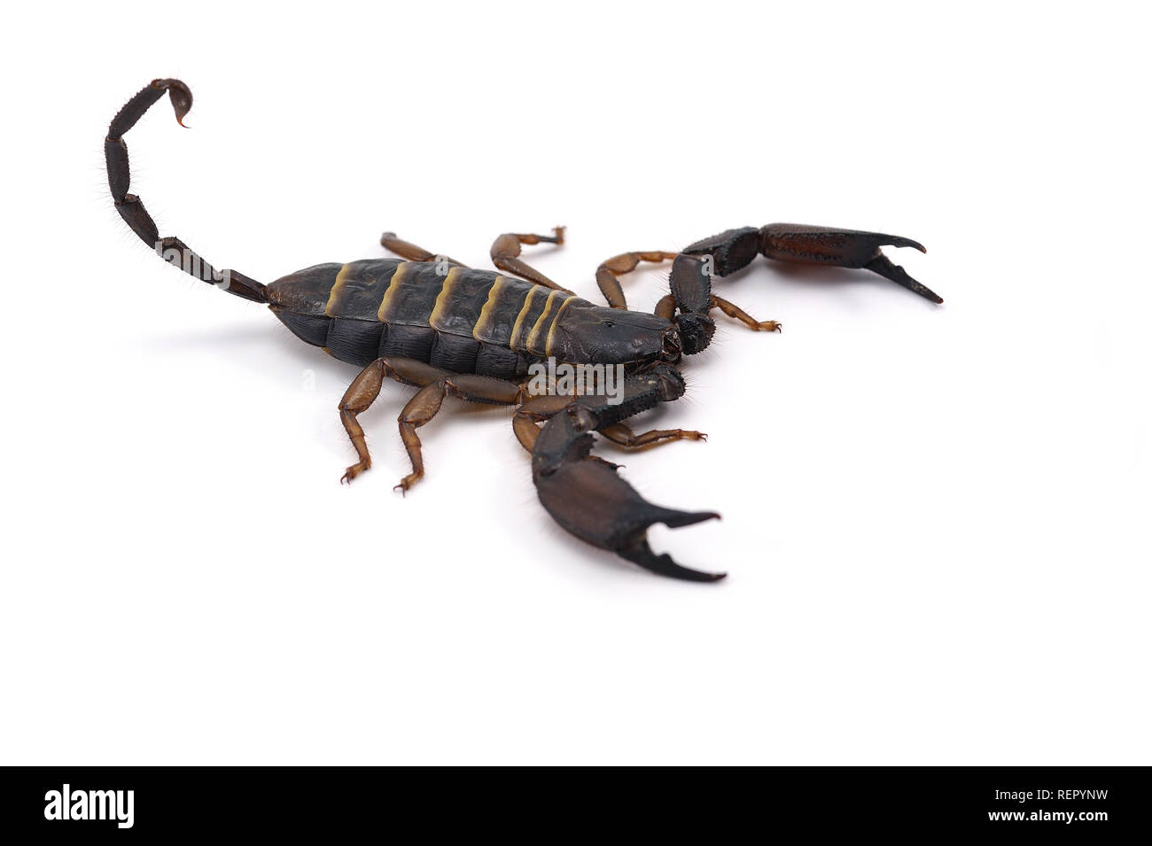 African venom Scorpion isolated on white background Stock Photo - Alamy
