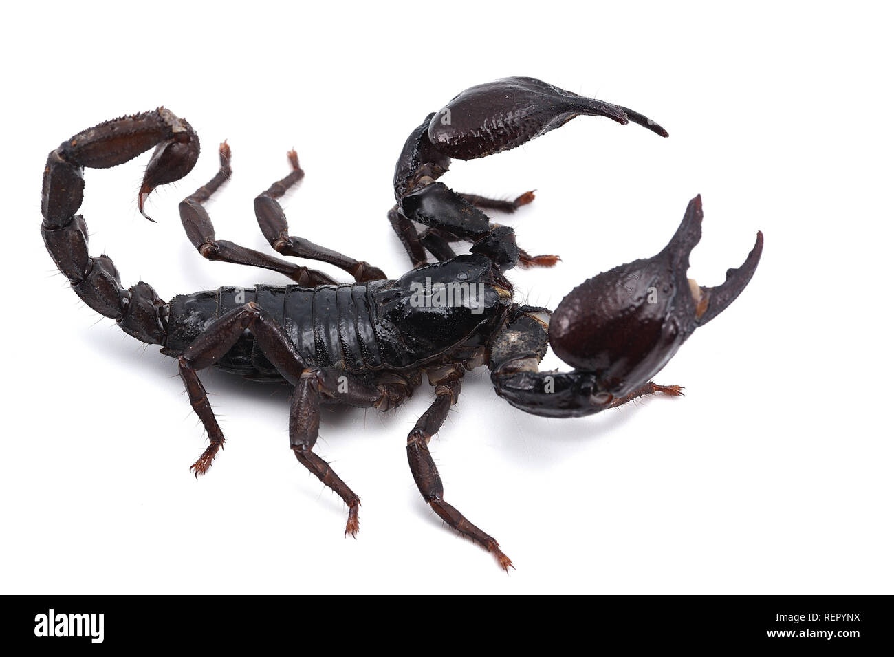 African venom Scorpion isolated on white background Stock Photo - Alamy