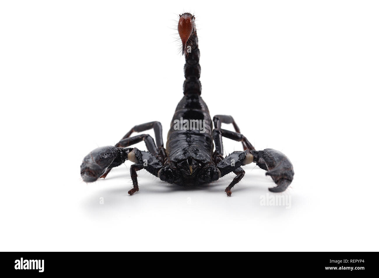 African venom Scorpion isolated on white background Stock Photo - Alamy