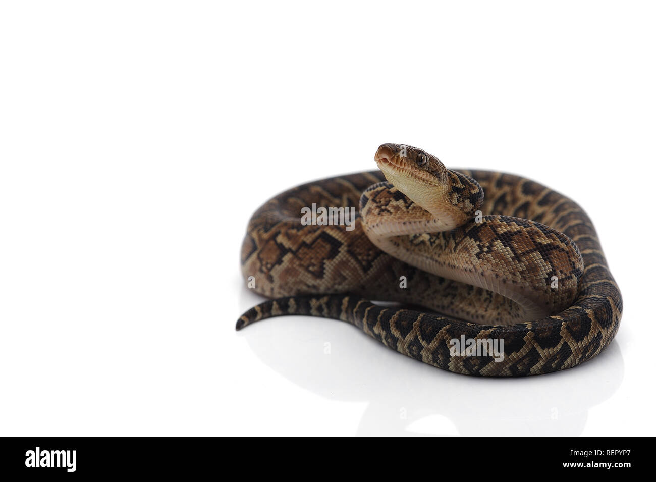 Cuban tree boa isolated on white background Stock Photo - Alamy