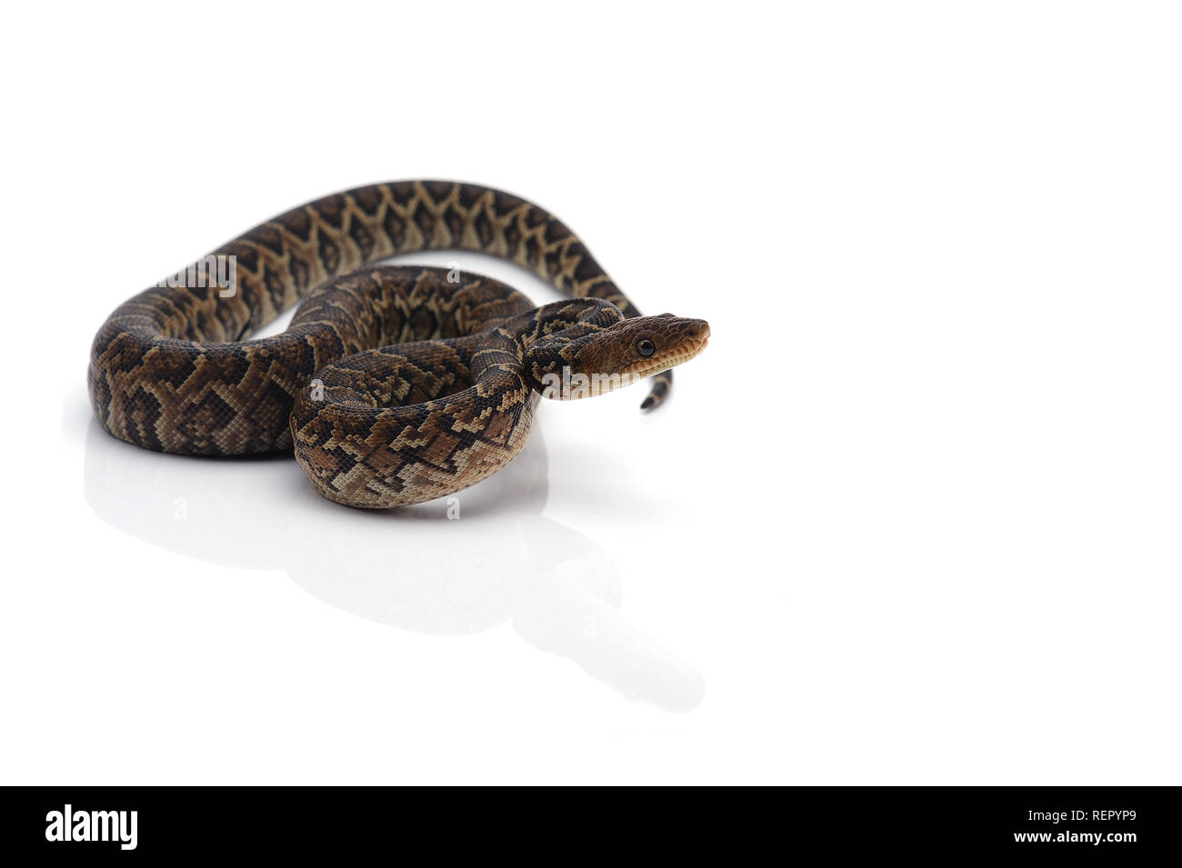 Cuban tree boa isolated on white background Stock Photo - Alamy