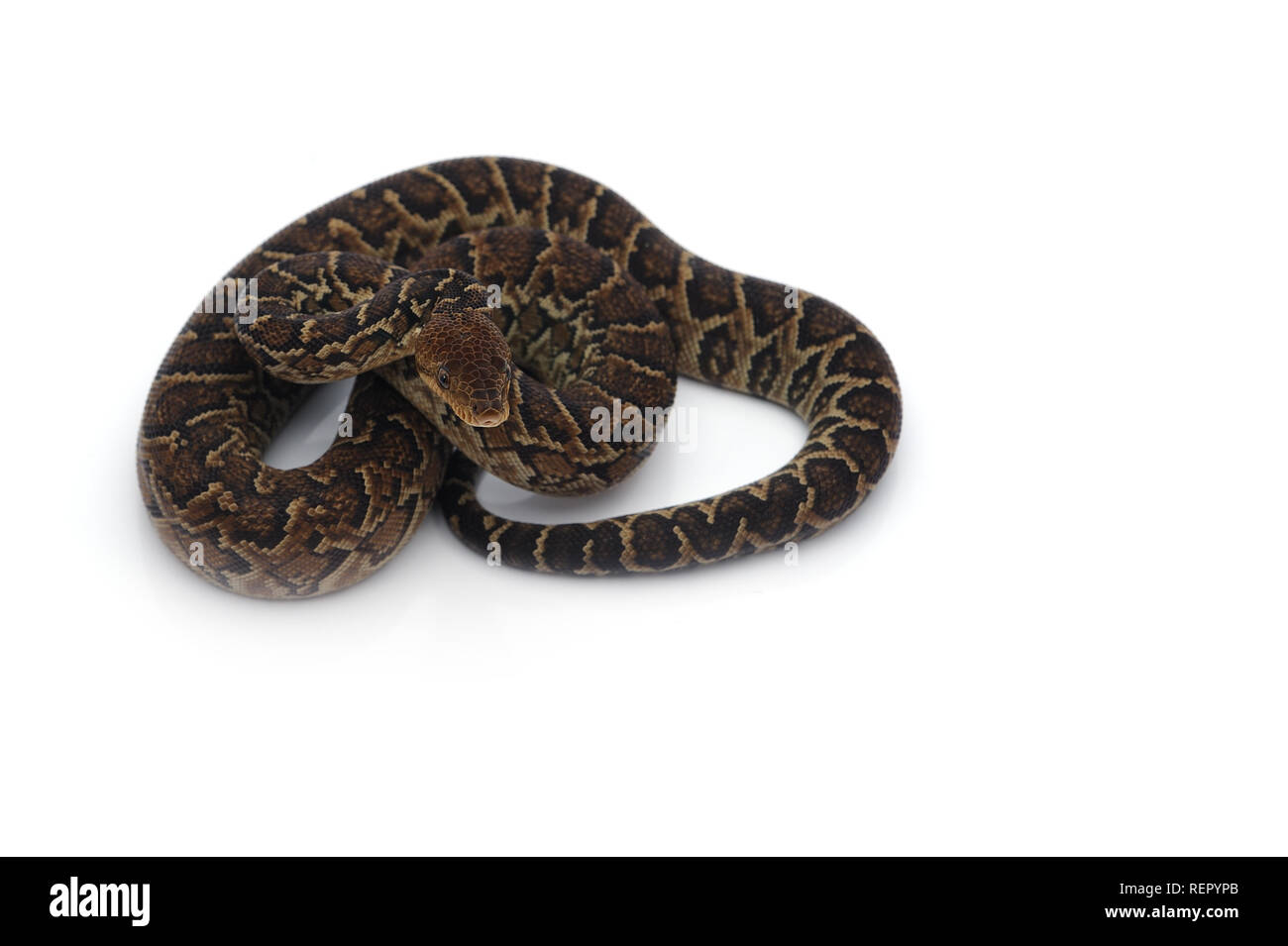 Cuban tree boa isolated on white background Stock Photo - Alamy