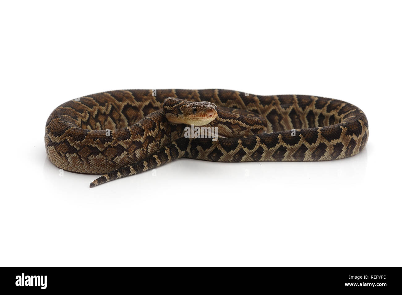 Cuban tree boa isolated on white background Stock Photo - Alamy