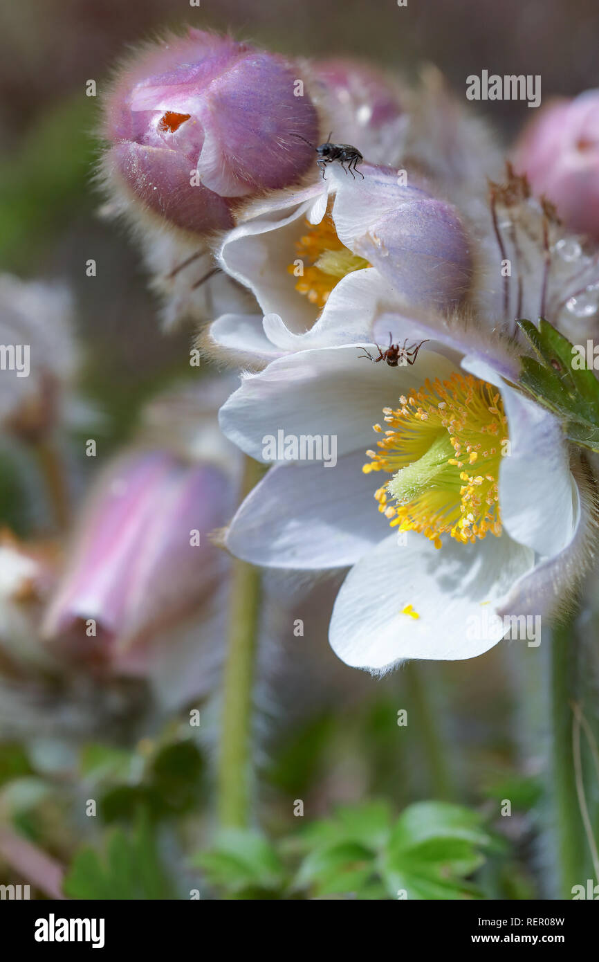 Anemone vernalis hi-res stock photography and images - Alamy