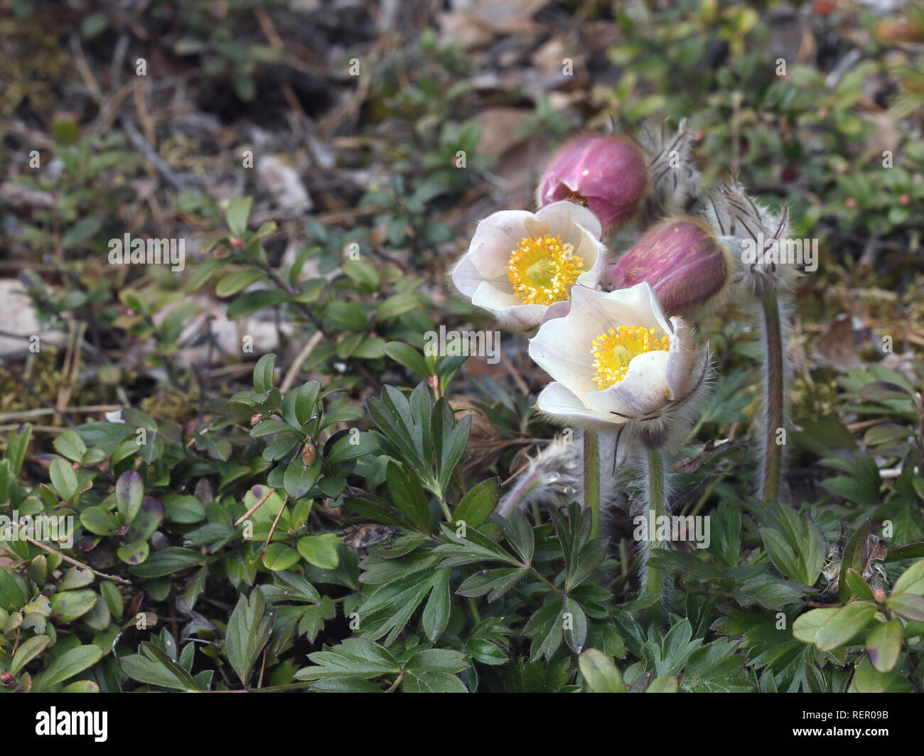 Anemone vernalis hi-res stock photography and images - Alamy