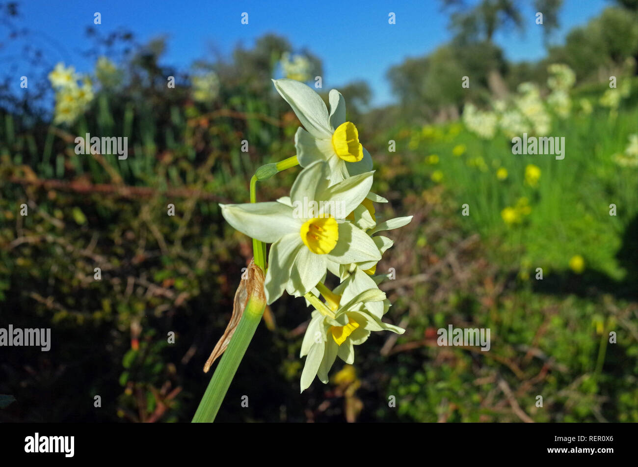Wild narcissus close-up in Sardinian countryside Stock Photo - Alamy