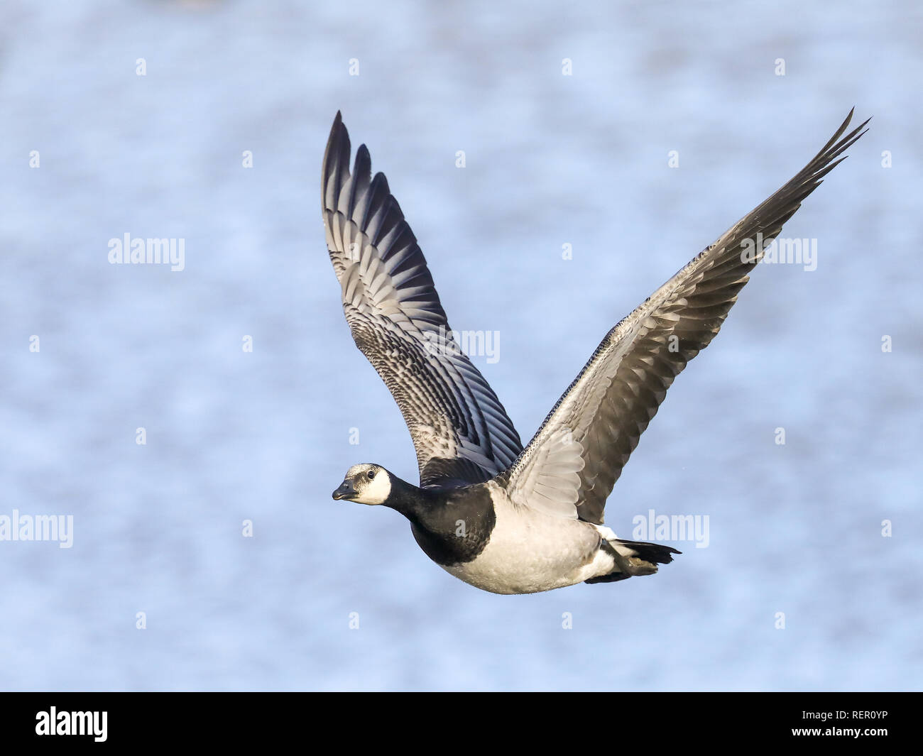 One barnacle hi-res stock photography and images - Alamy