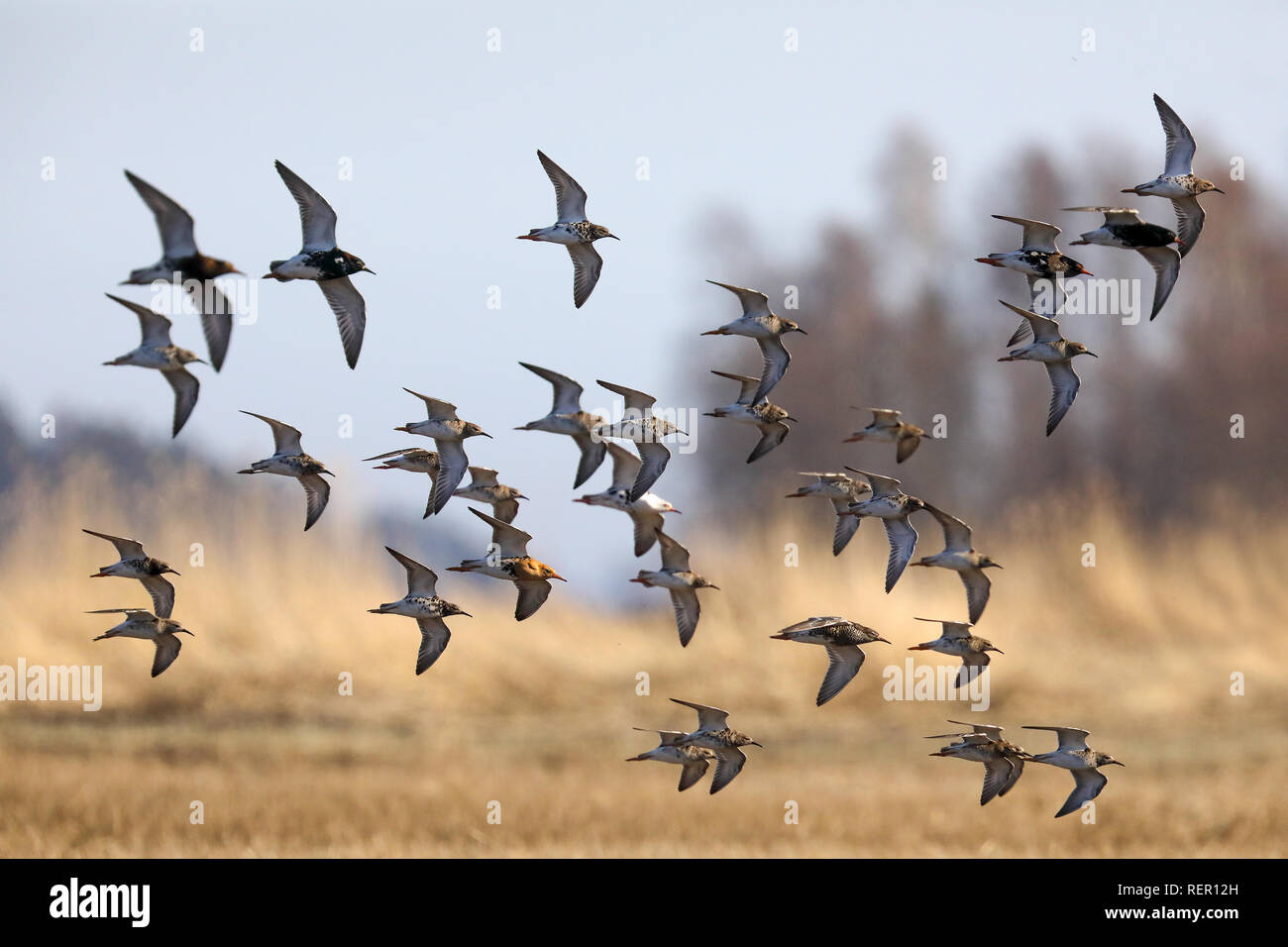 migratory birds fly Stock Photo - Alamy