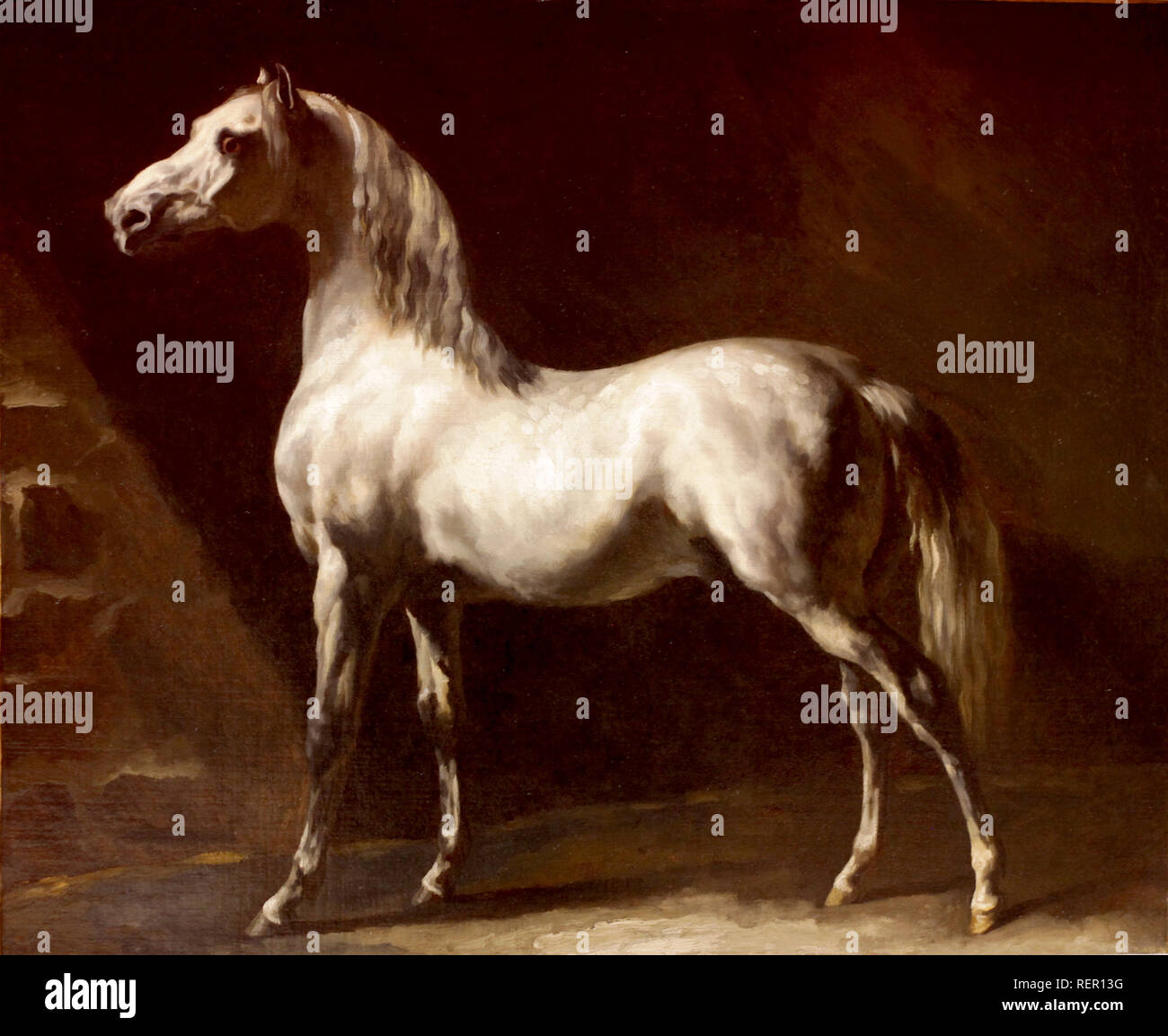 White arabian horse hi-res stock photography and images - Alamy