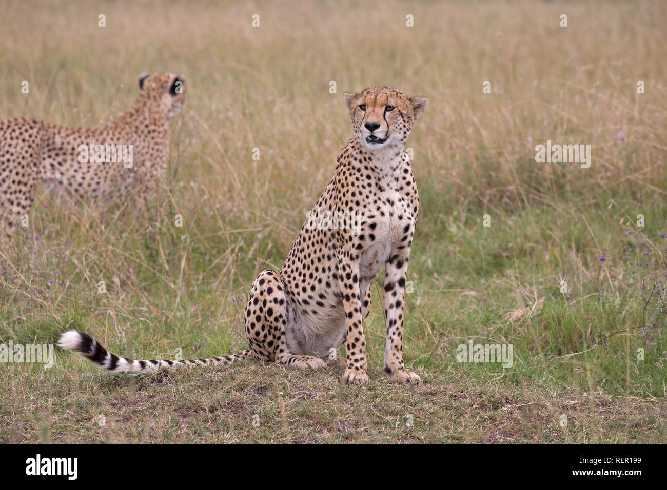 Adult male cheetah hi-res stock photography and images - Alamy