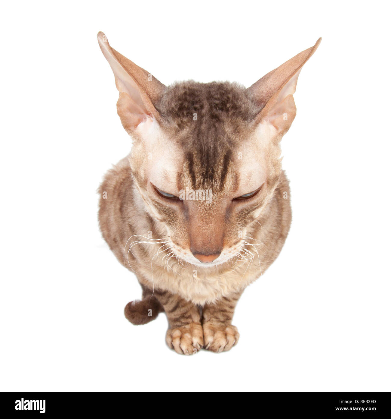 Modest domestic Cut Out Stock Images & Pictures - Alamy