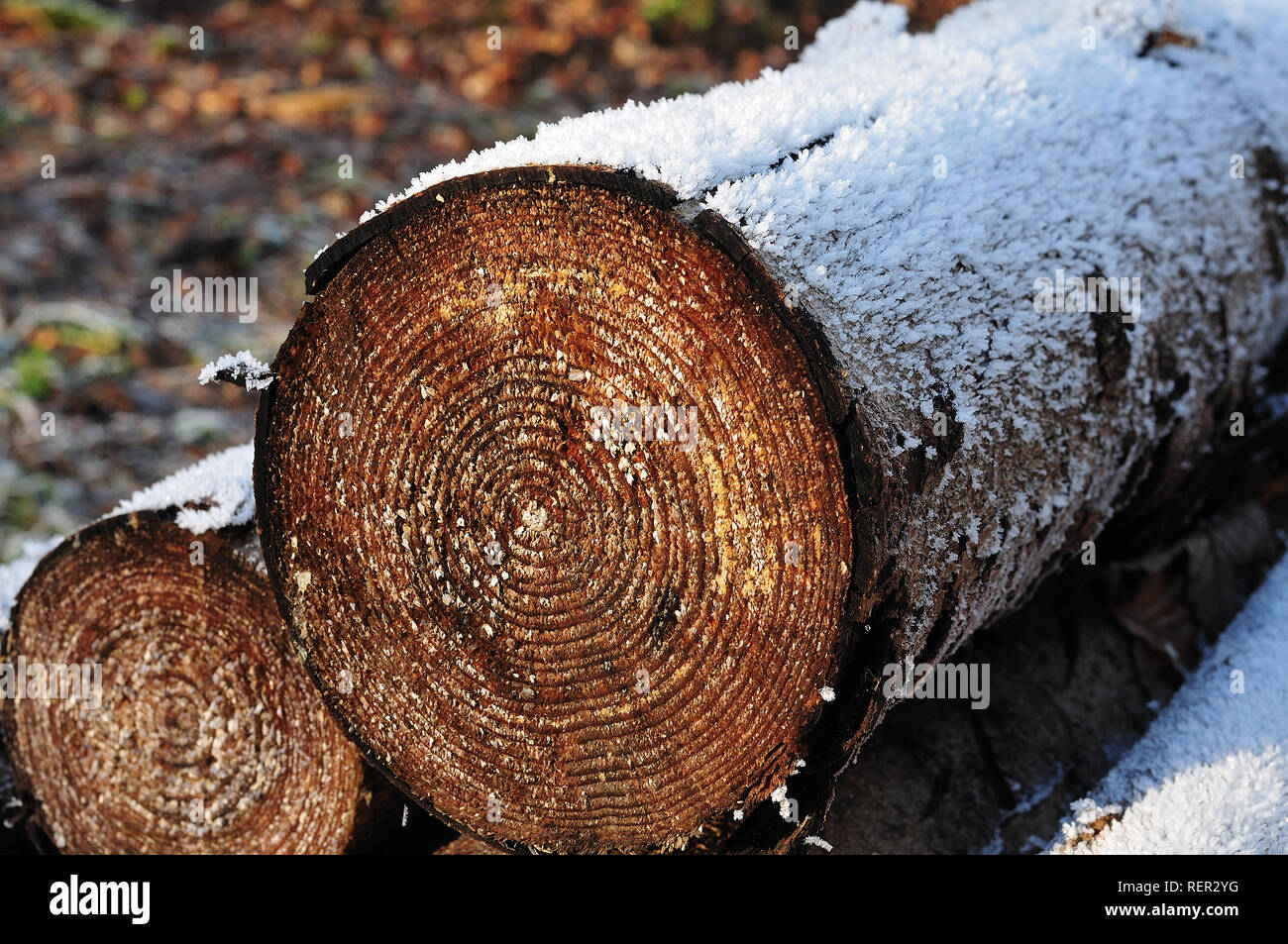 woodpile in lumber forest covered with rime ice on frosty winter ...