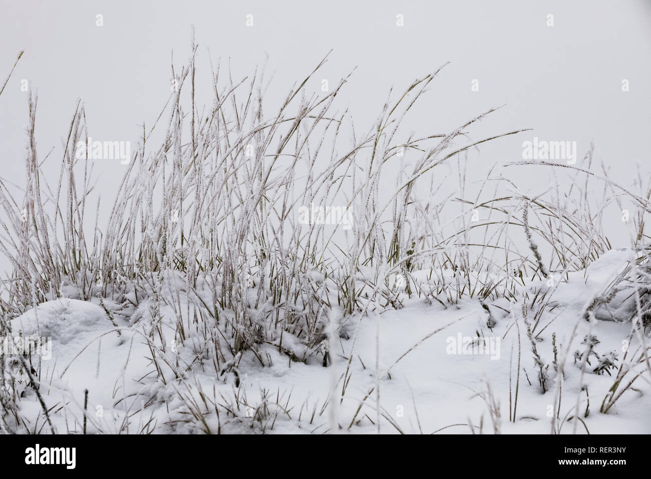 Soft rime ice on grasses, formed from supercooled water droplets in an ...