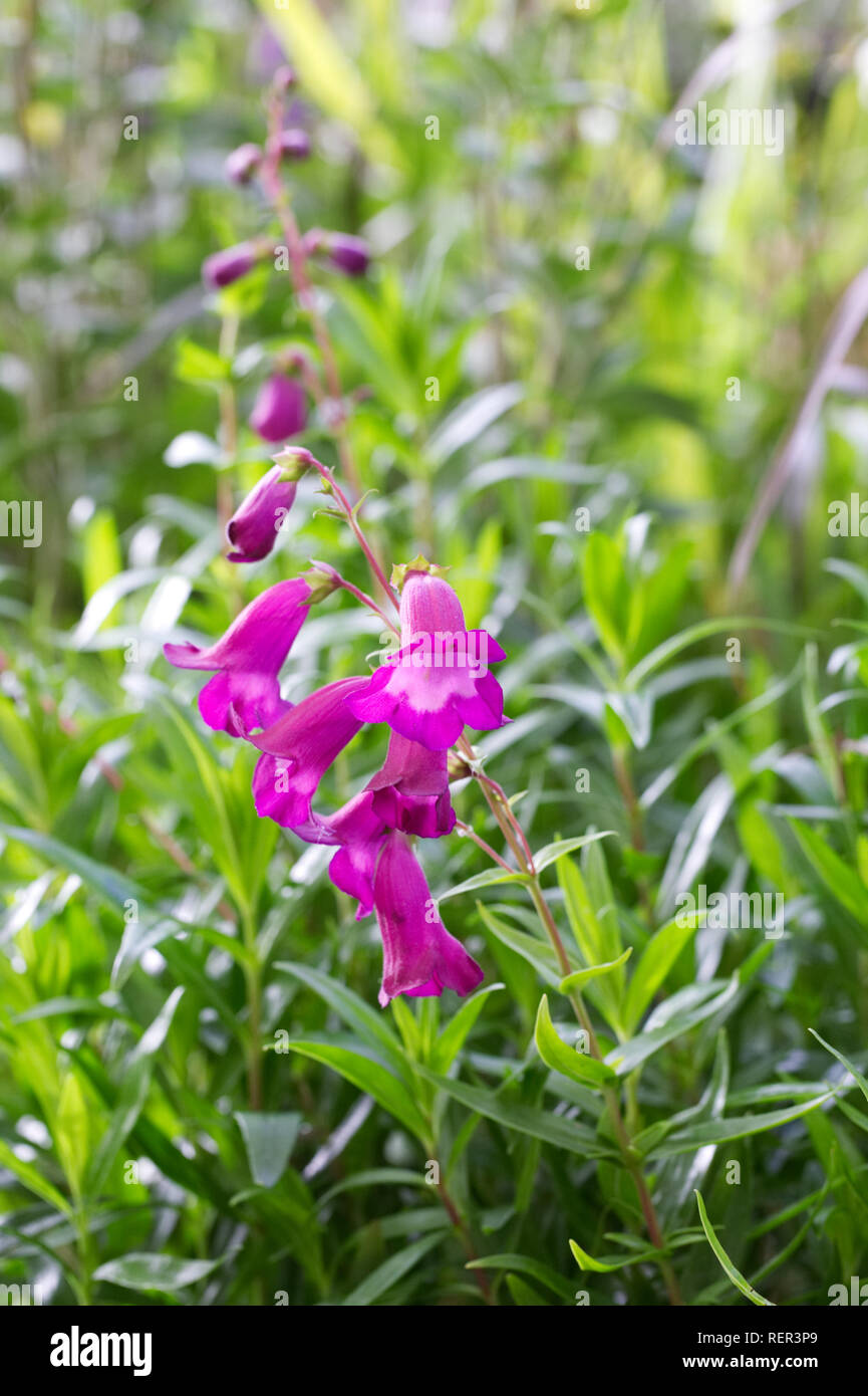 Penstemons hi-res stock photography and images - Alamy