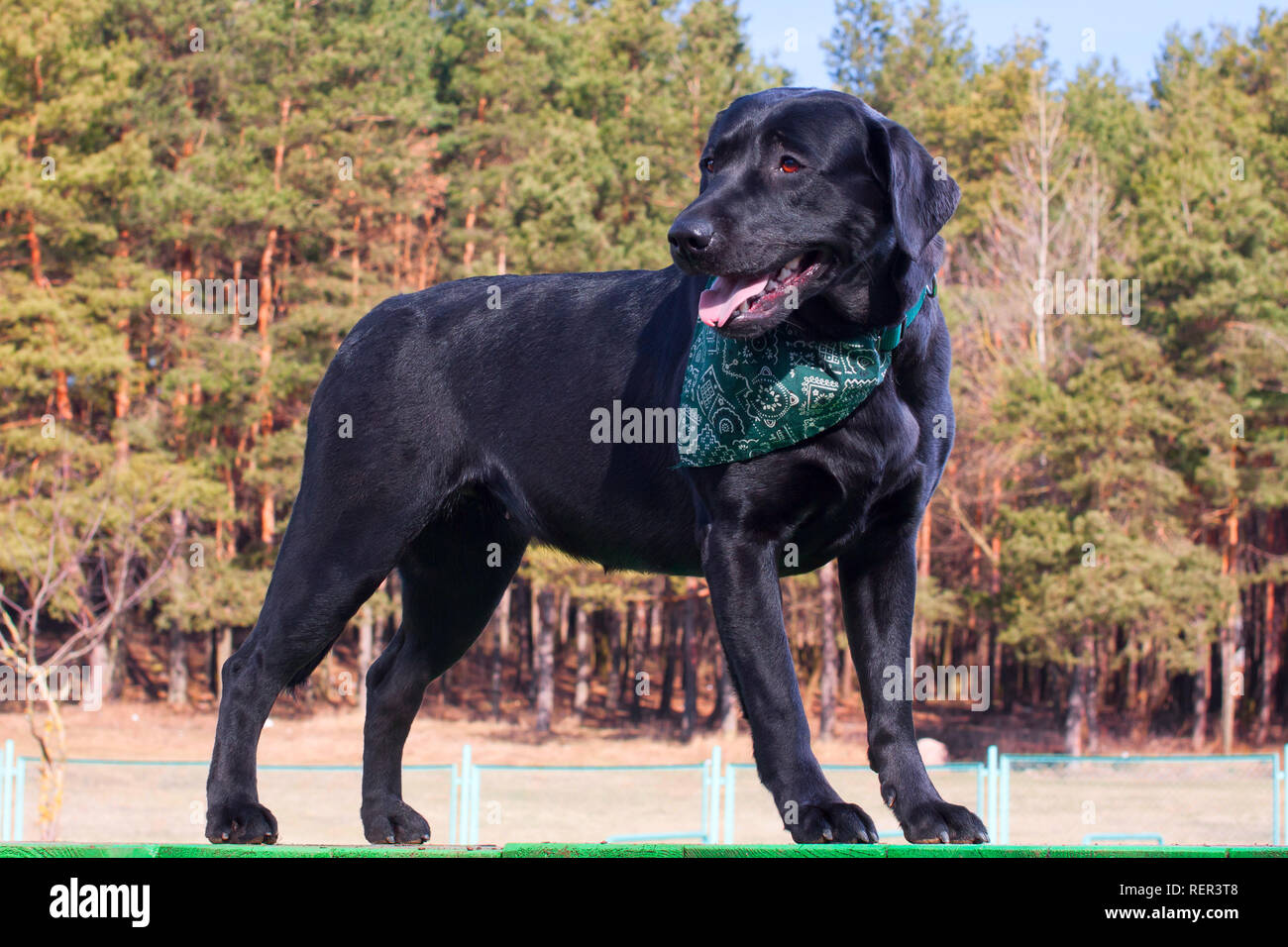 The Clever Dog Lab High Resolution Stock Photography and Images - Alamy