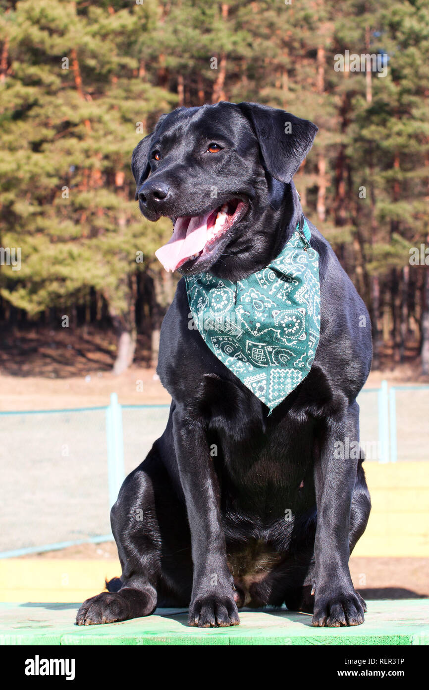 Black Labrador retriever portrait, sitting position, spring Stock Photo ...