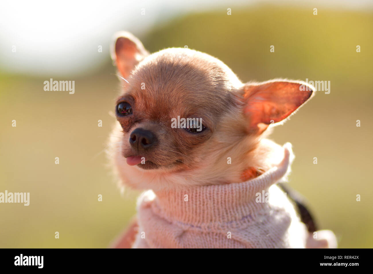Funny Chihuahua Stock Photos & Funny Chihuahua Stock Images - Alamy