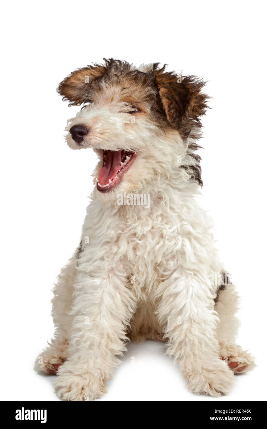 funny fox terrier puppy with open jaws on white background Stock Photo ...