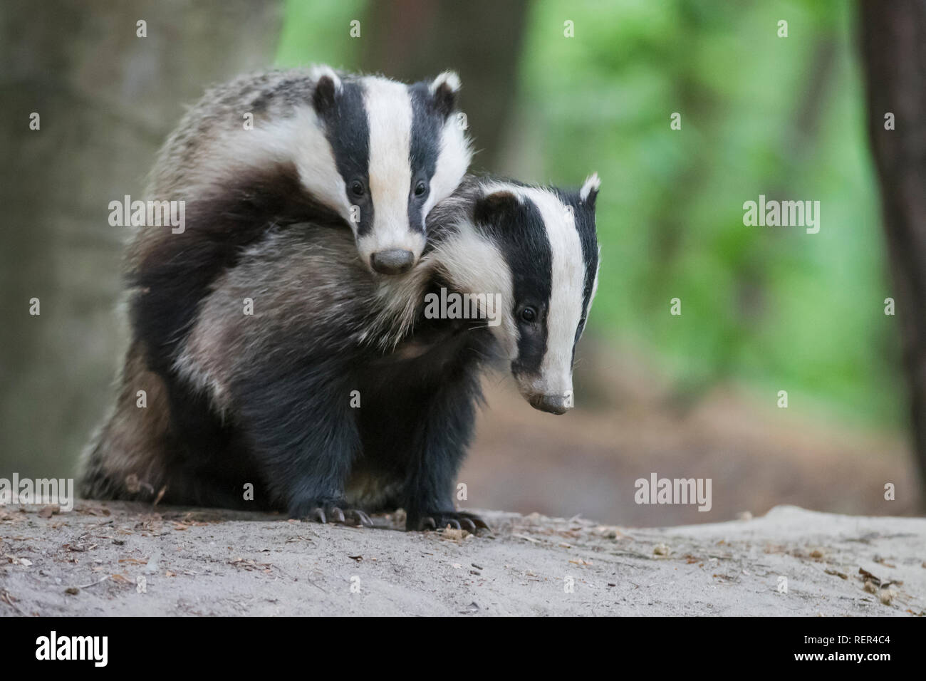 Badger cubs playing hi-res stock photography and images - Alamy