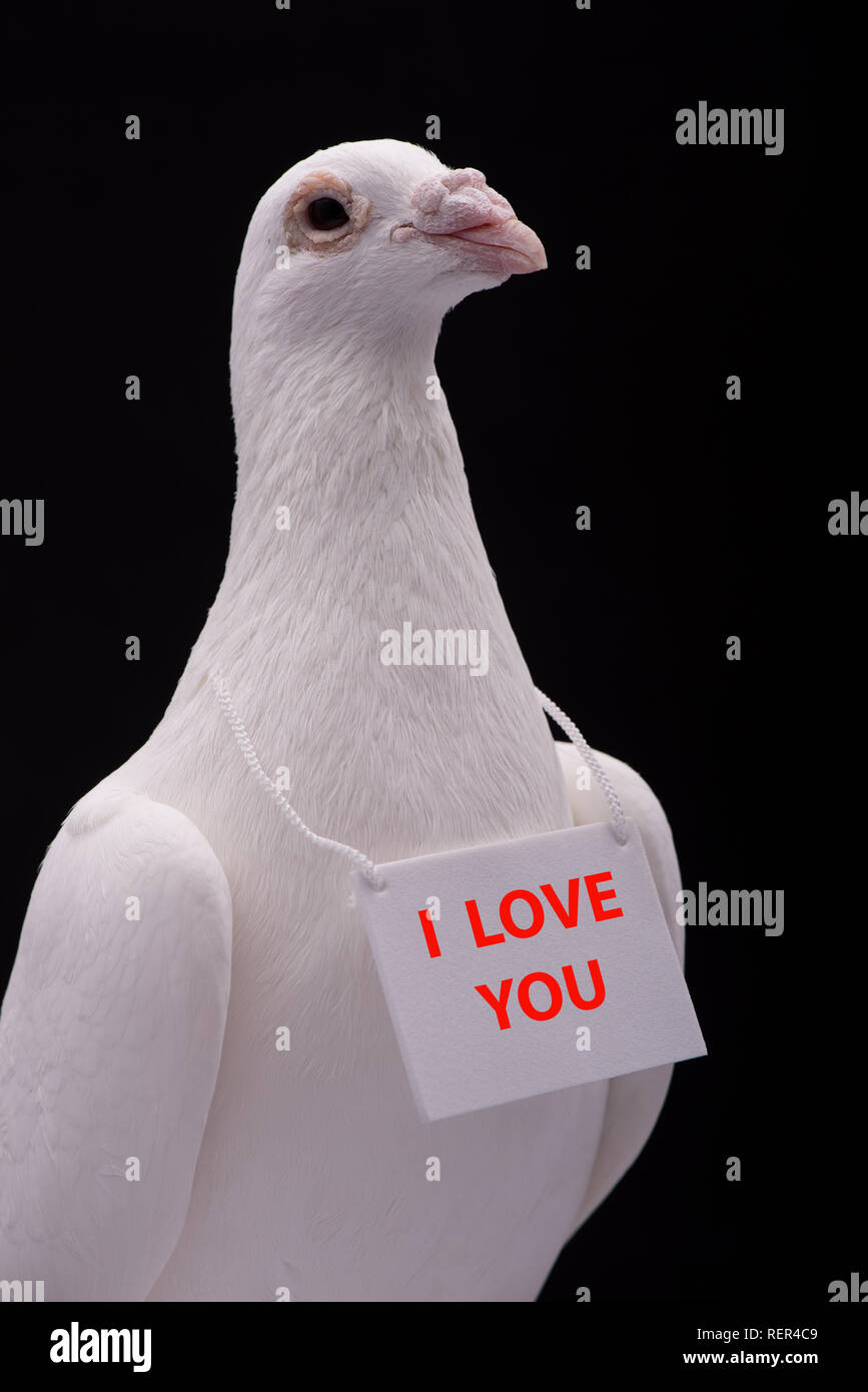 White dove with message - I love you Stock Photo - Alamy