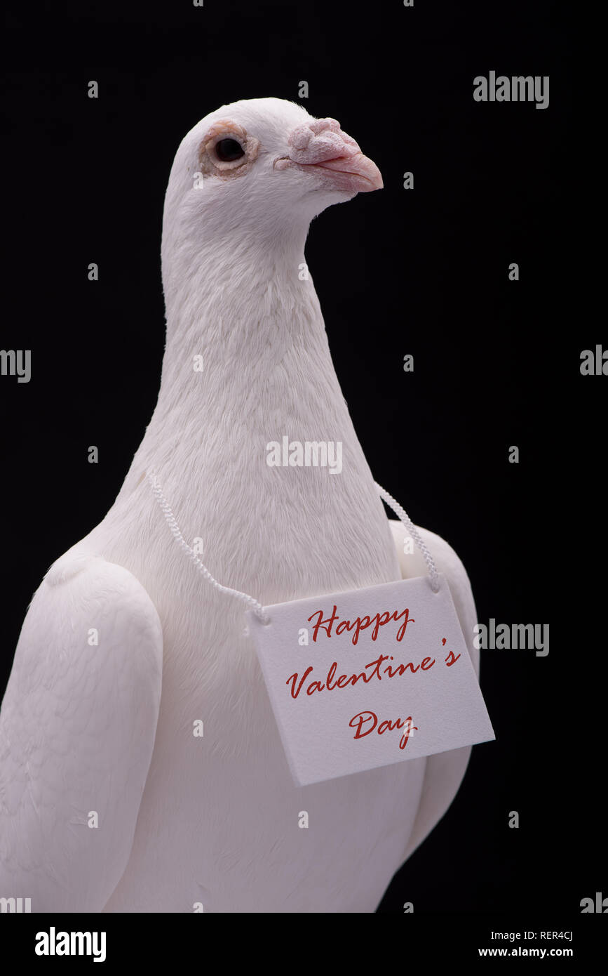 Beautiful white dove message - Happy Valentine's Day Stock Photo - Alamy
