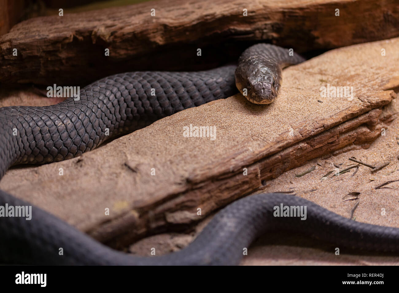 Elapidae Snake